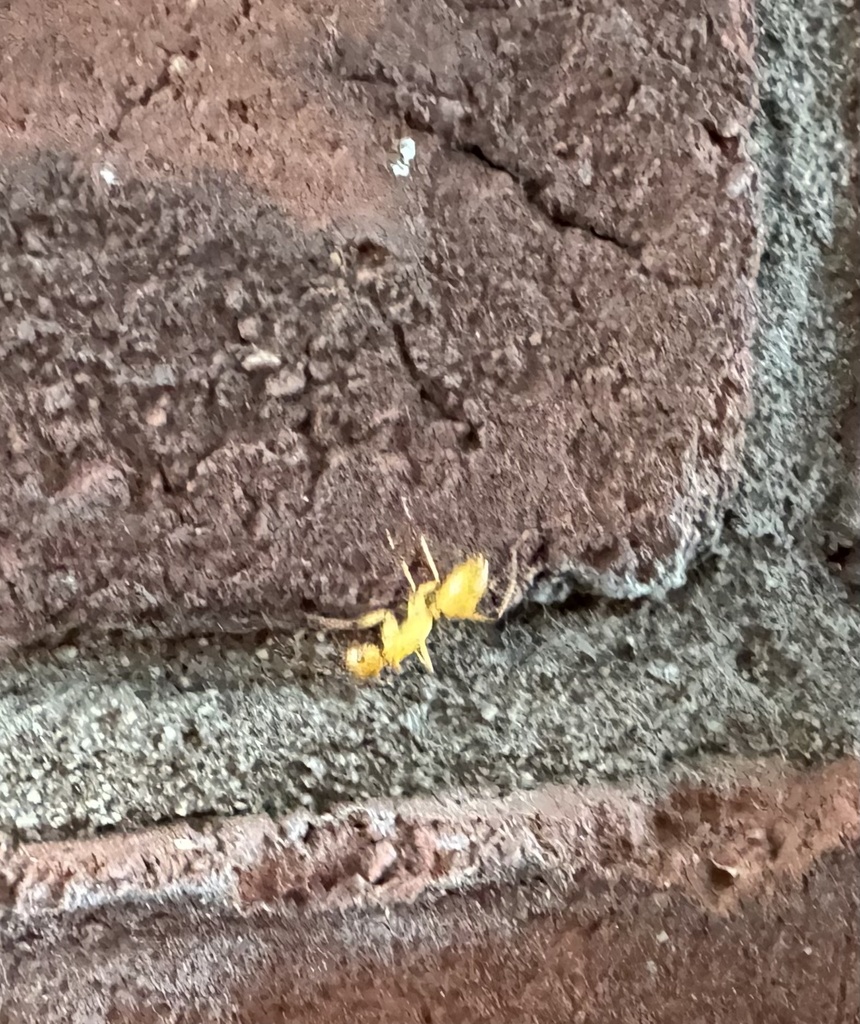 Chestnut Carpenter Ant from Chesapeake & Ohio Canal, Washington, DC, US ...