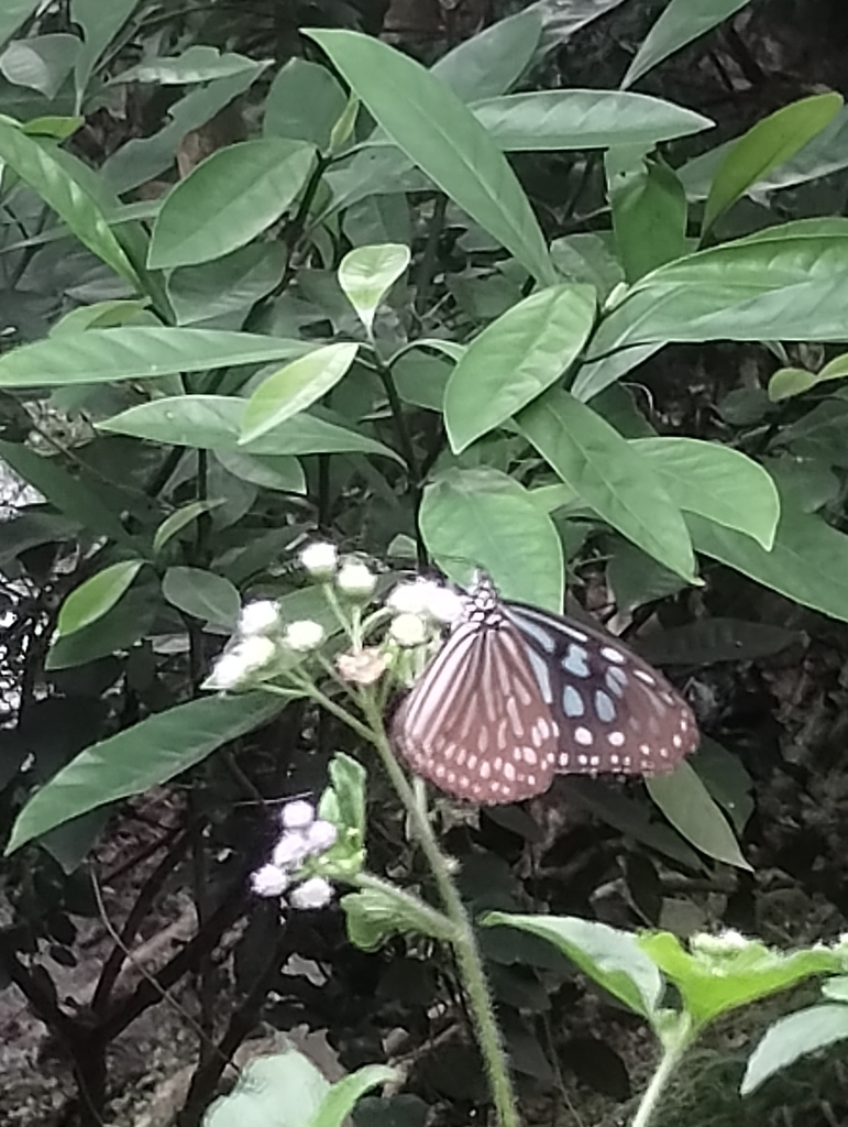 Ceylon Blue Glassy Tiger from Shing Mun Road, Tsuen Wan, New ...