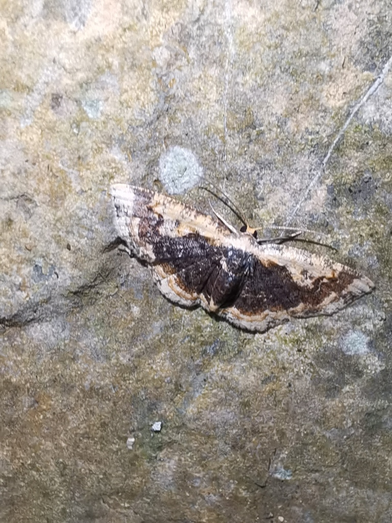 Ninodes splendens from 中国贵州省黔南布依族苗族自治州惠水县 on June 30, 2024 at 11:32 PM ...