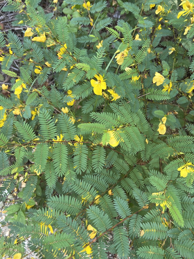 partridge pea from Mitchell Ct, Samsula, FL, US on September 28, 2024 ...