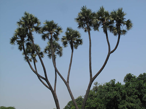 Hyphaene dichotoma · NaturaLista Colombia