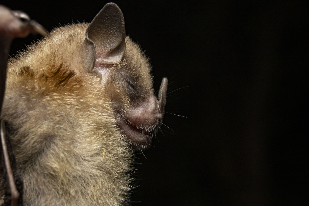 Little Yellow-shouldered Bat from Coello, Tolima, Colombia on July 28 ...