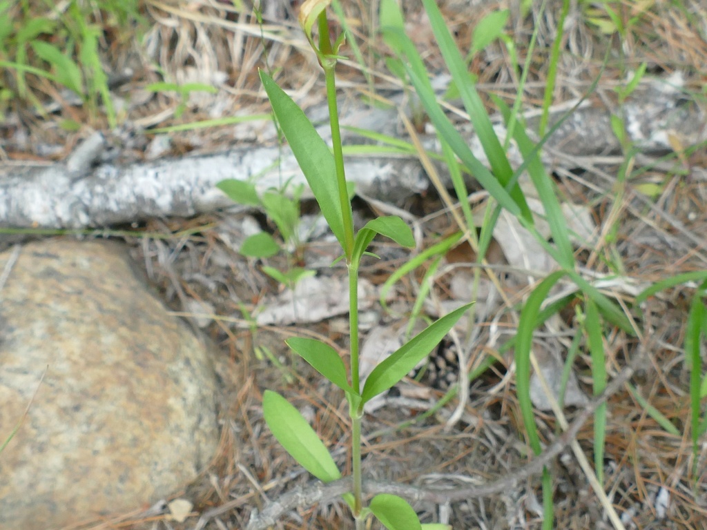 sleepy catchfly from Warren County, US-NY, US on June 28, 2019 at 04:44 ...