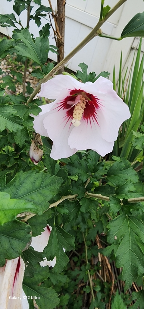 common hibiscus from Fort Jennings, OH 45844, USA on September 26, 2024 ...