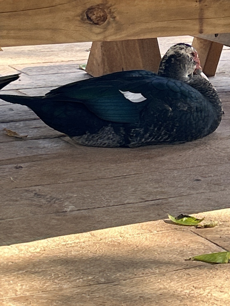 Domestic Muscovy Duck from Chapel Hill, NC, US on September 28, 2024 at ...