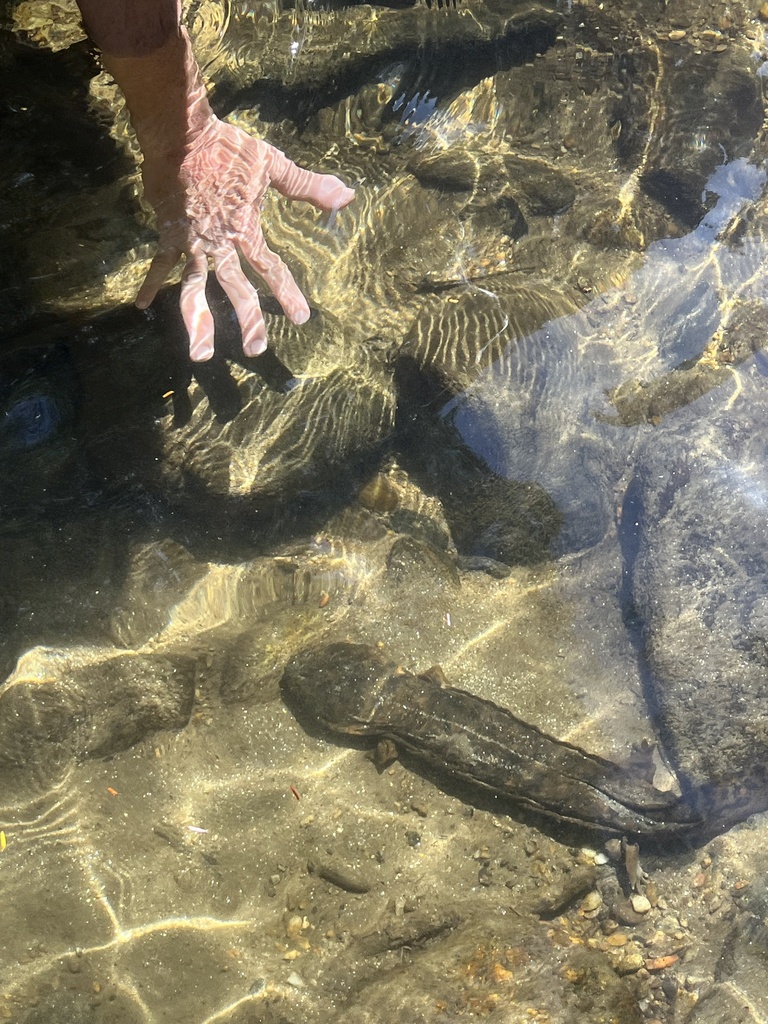 Eastern Hellbender in September 2024 by Virginia Cox · iNaturalist