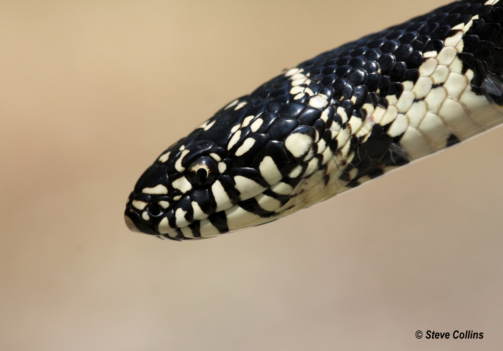 Eastern Kingsnake from Hickory Point Natural Area on April 25, 2009 at ...