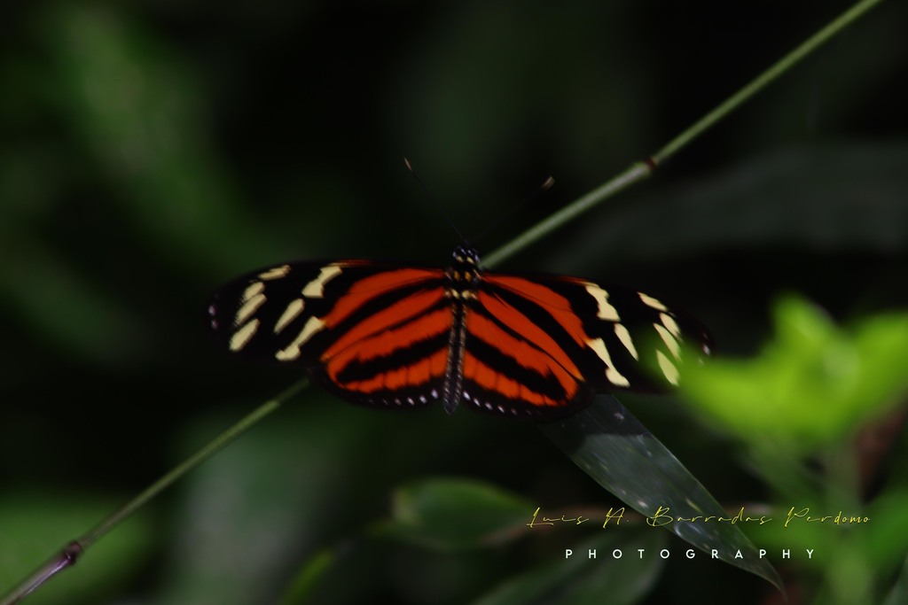 Eueides isabella eva from Nido del Halcón, Col Santa Bárbara, Ver ...