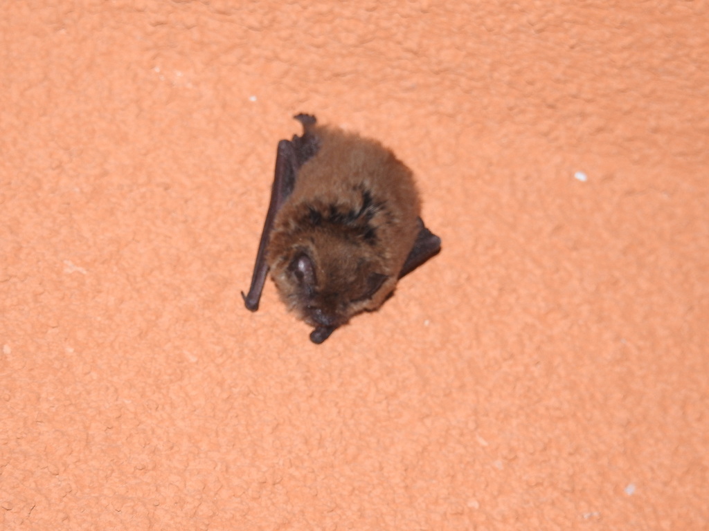 Mouse-eared Bats from Farnese Ave., Juniper Hills, Los Angeles County ...