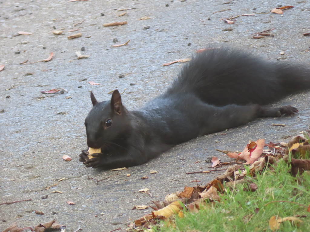 Eastern Gray Squirrel from Green St, Saugeen Shores, ON, CA on ...