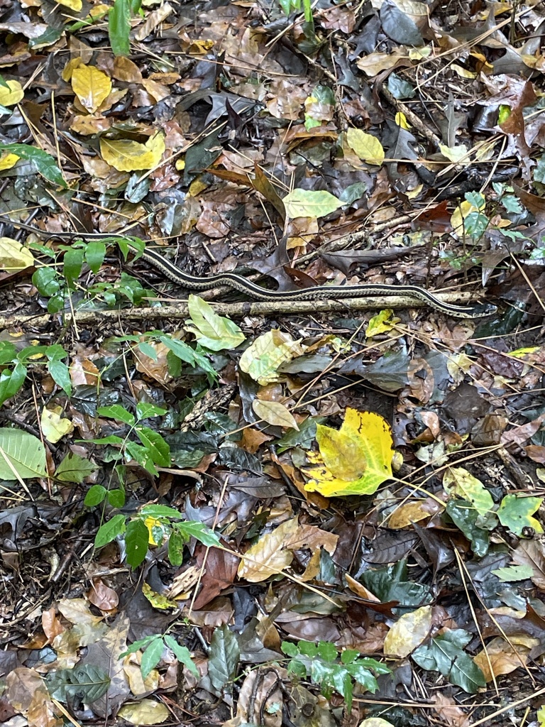 Common Garter Snake from Westwood Ave SW, Atlanta, GA, US on September ...