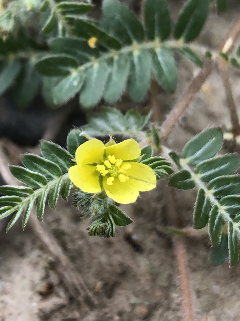 puncture vine from 95112–95282 Oaklea Dr, Junction City, OR, US on July ...