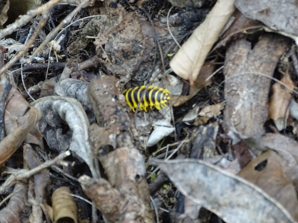 Cherry Millipedes from Tamuín, S.L.P., México on June 27, 2019 at 03:07 ...