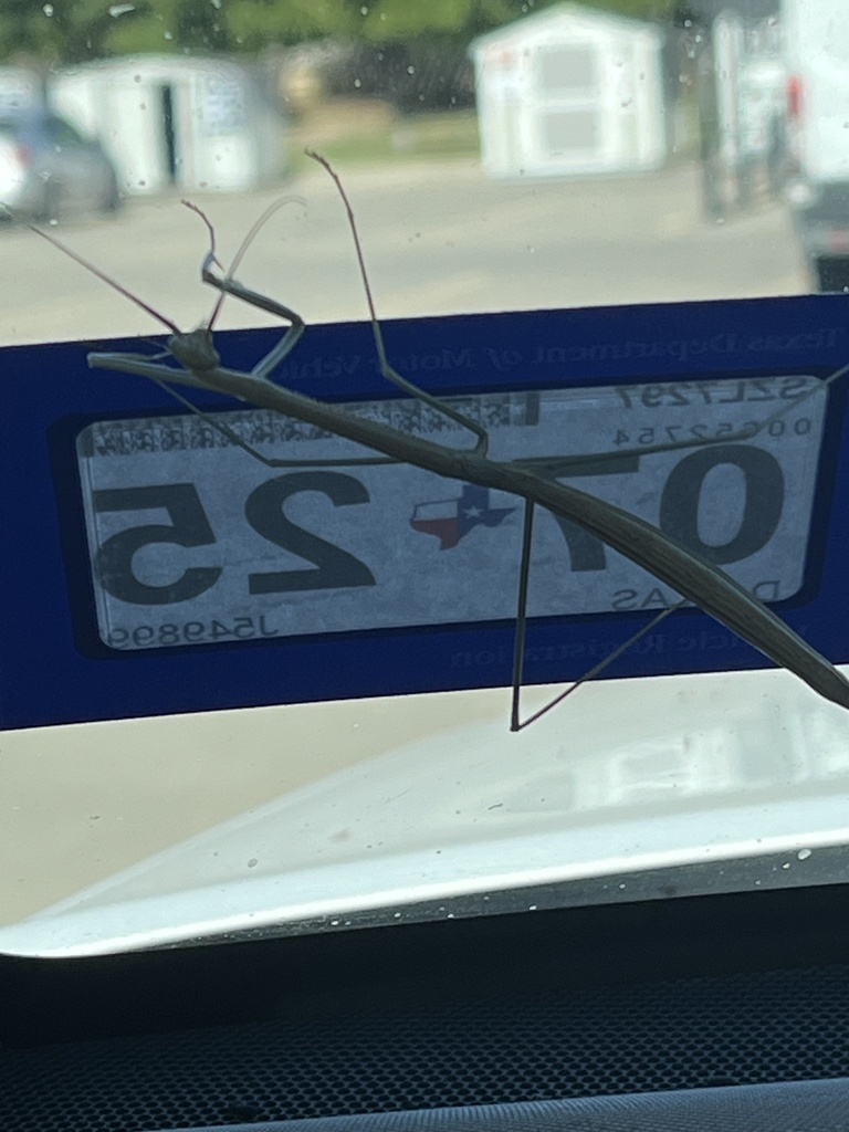 Northern Grass Mantis from Bahama Dr, Dallas, TX, US on September 28 ...