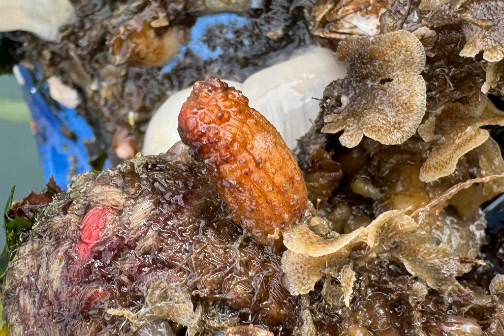 Lumpy Sea Mats from Island County, WA, USA on September 28, 2024 at 02: ...