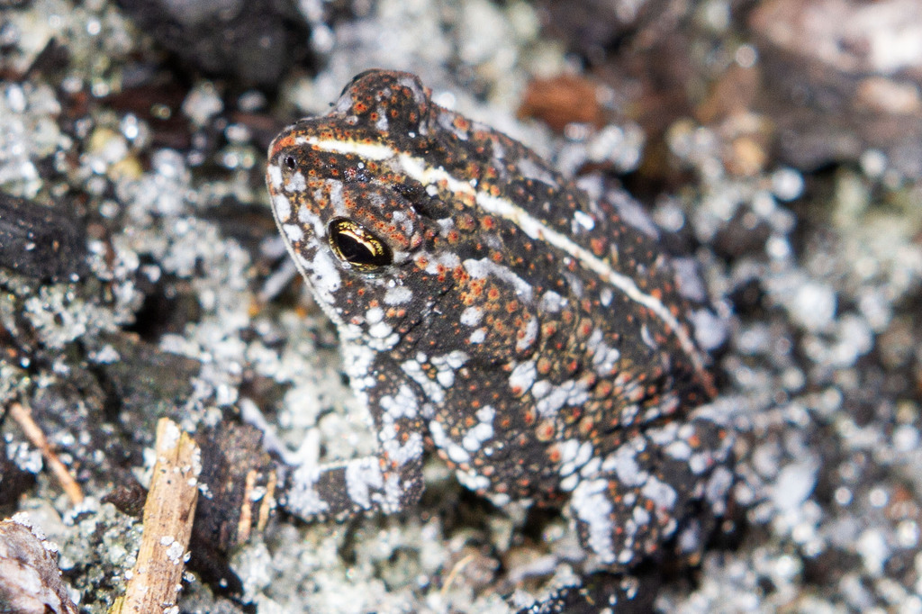 Oak Toad from Winding Waters Natural Area, 6161 N Haverhill Rd, West ...