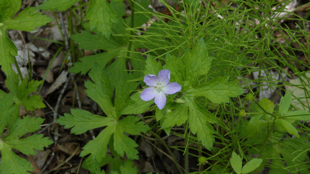 wild geranium from Itasca State Park, 36750 Main Pk Dr, Park Rapids, MN ...