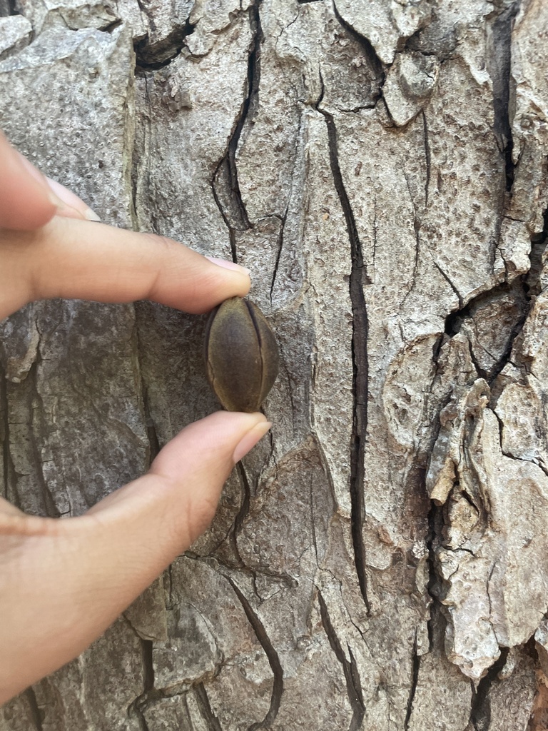 pecan from Leonard St, Lewisville, TX, US on September 27, 2024 at 12: ...