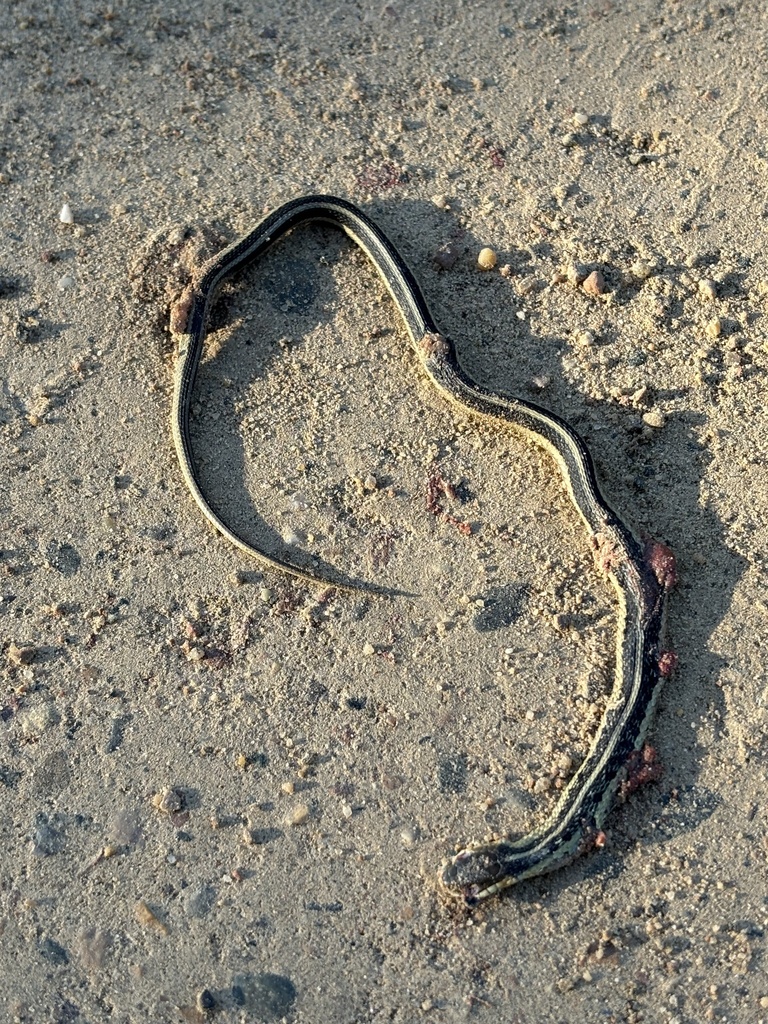 Common Garter Snake from Rogers, MN, US on September 28, 2024 at 05:25 ...