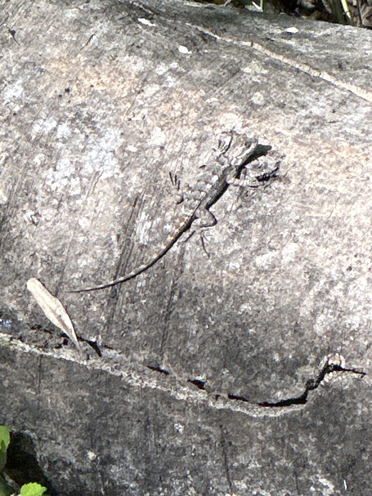 Texas Spiny Lizard from Bonton, Dallas, TX, US on September 28, 2024 at ...