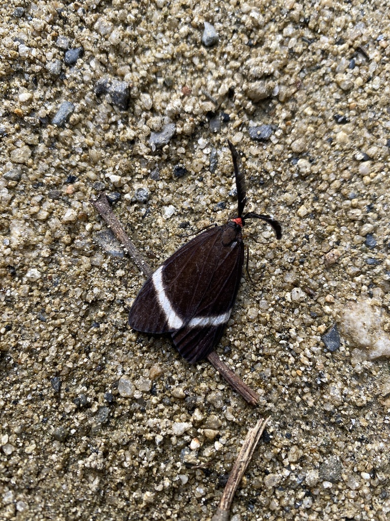 Pidorus atratus from 本州, 日立市, 茨城県, JP on September 29, 2024 at 08:39 AM ...