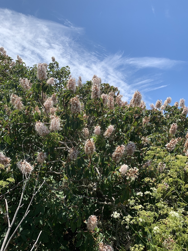 California buckeye from Tomales Ba Fishing Access, Marin County, Golden ...