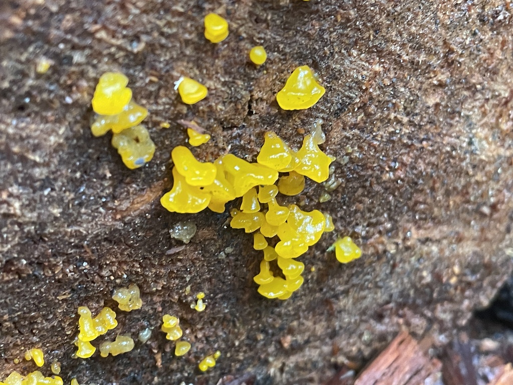 alpine jelly cone from Ross Lake National Recreation Area, Acme, WA, US ...
