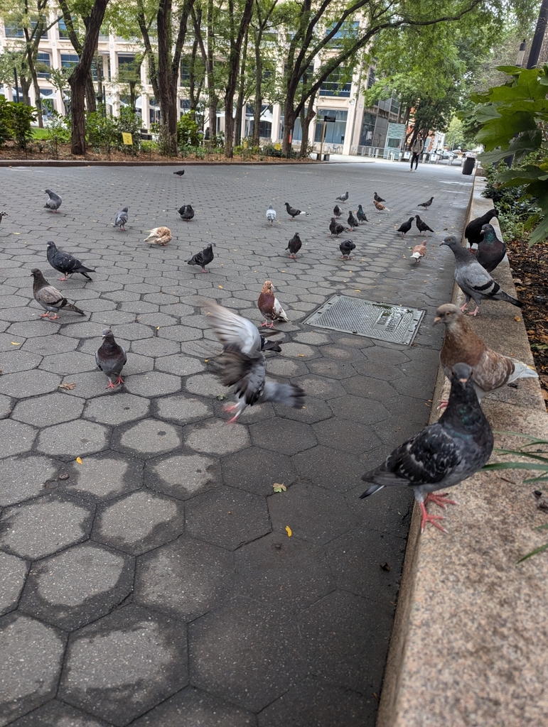 Feral Pigeon from Downtown Brooklyn, Brooklyn, NY, USA on September 26 ...