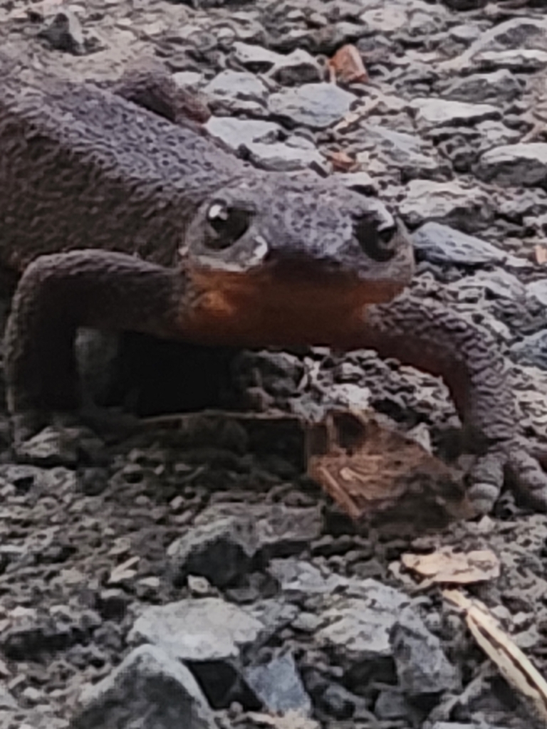 Rough-skinned Newt from Trout Lake, WA 98650, USA on September 26, 2024 ...