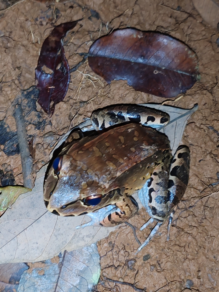 Savage's Thin-toed Frog from Provincia de Puntarenas, Puerto Jiménez ...