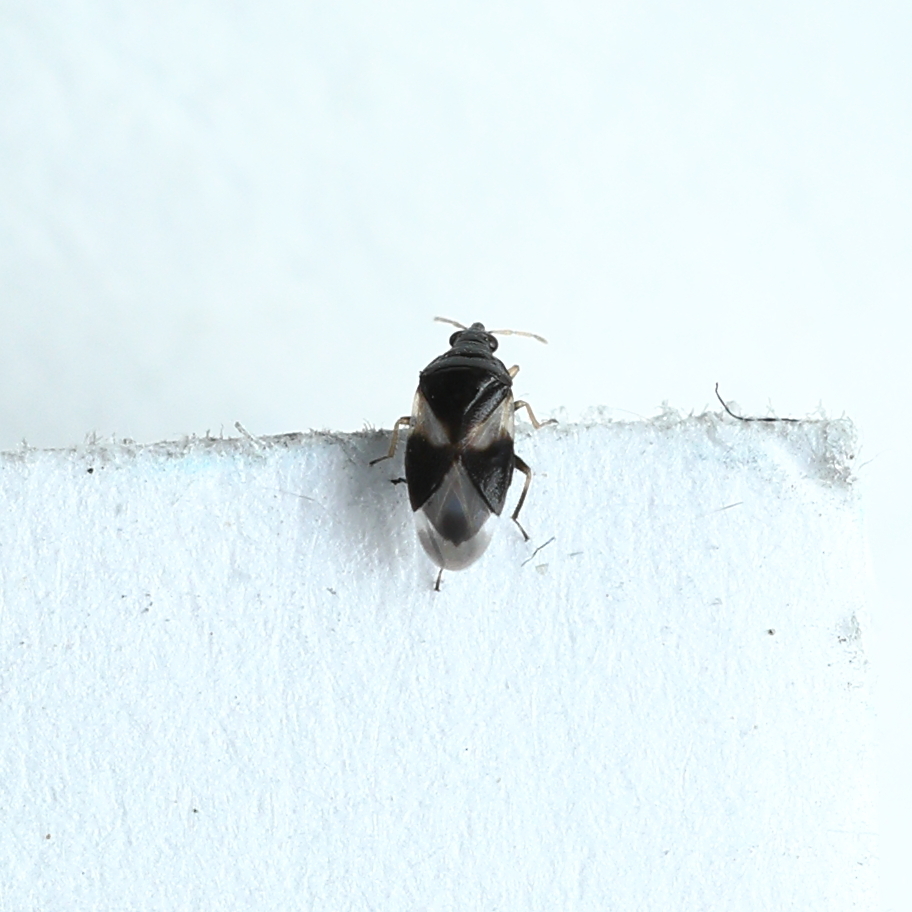 insidious flower bug in September 2024 by Lane Nielson · iNaturalist