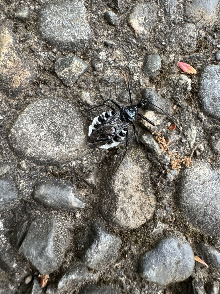 Japanese Assassin Bug from Honshu, Otsuki, Yamanashi, JP on May 6, 2024 ...