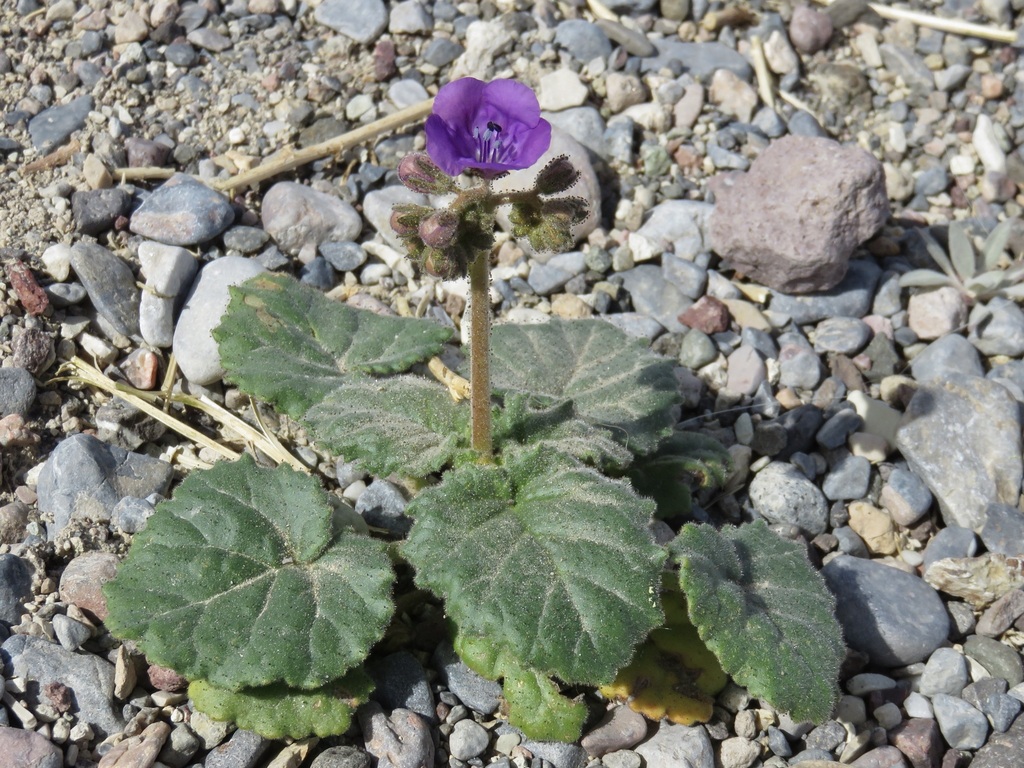 Caltha-leaf Phacelia from Inyo County, CA, USA on February 26, 2016 at ...