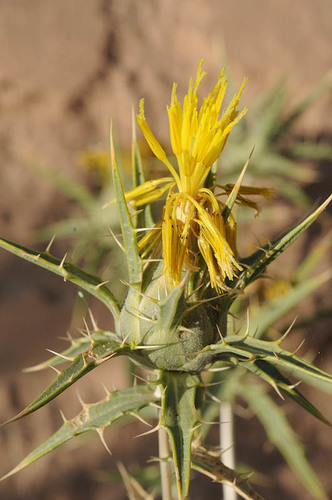 Carthamus persicus · iNaturalist