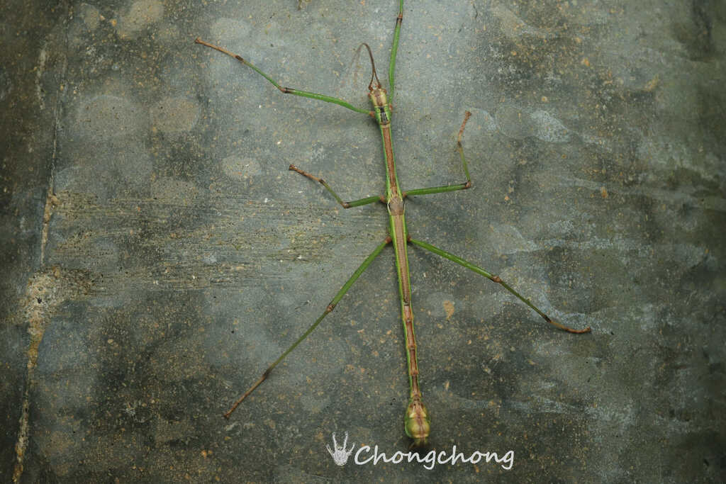 Sinophasma hoenei from 中国安徽省安庆市岳西县鹞落坪 邮政编码: 246652 on September 16 ...