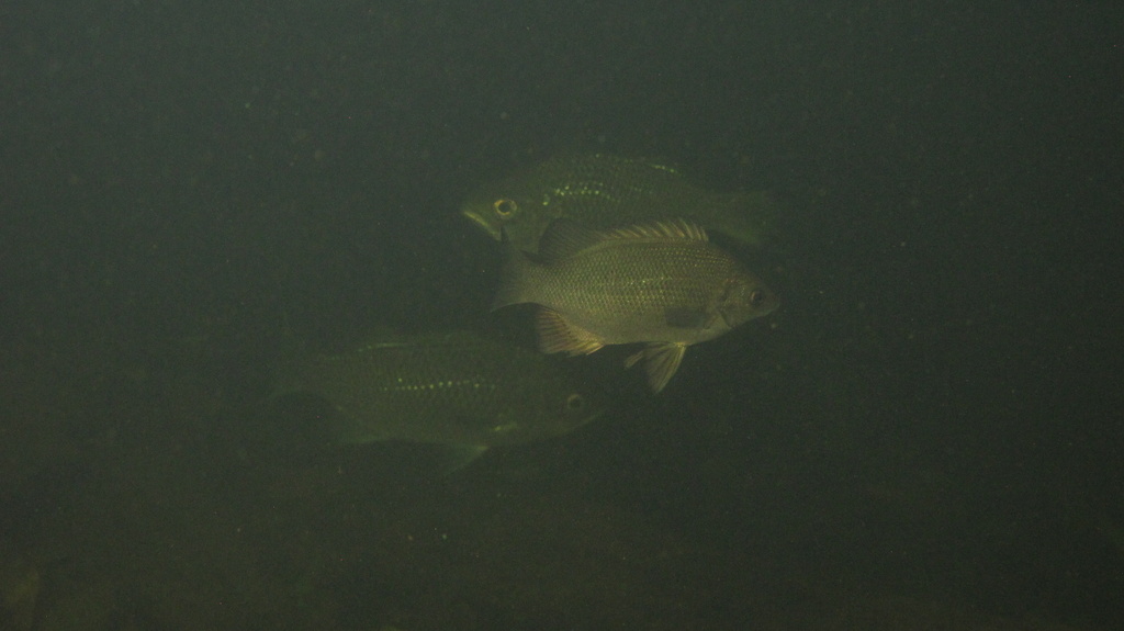 Hephaestus from Xavier Herbert Drive, Redlynch, QLD, AU on September 28 ...