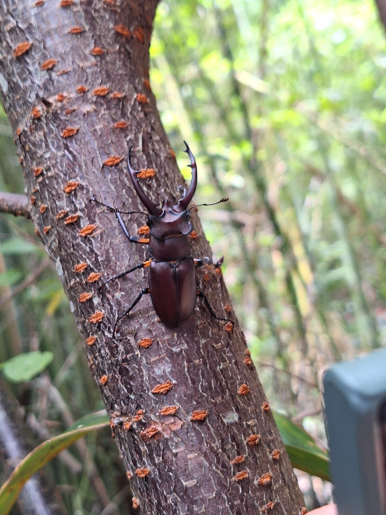 Lucanus formosanus from 313台灣新竹縣尖石鄉177-1 on July 21, 2024 at 10:44 AM ...