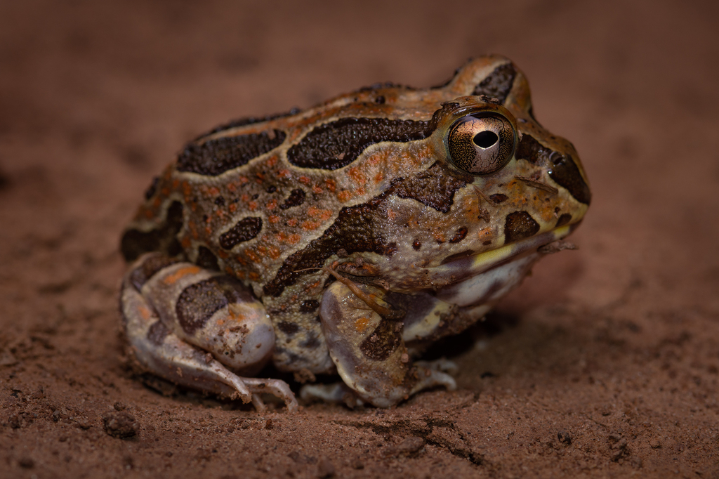 Chaco Horned Frog in November 2023 by Javier Gutierrez · iNaturalist
