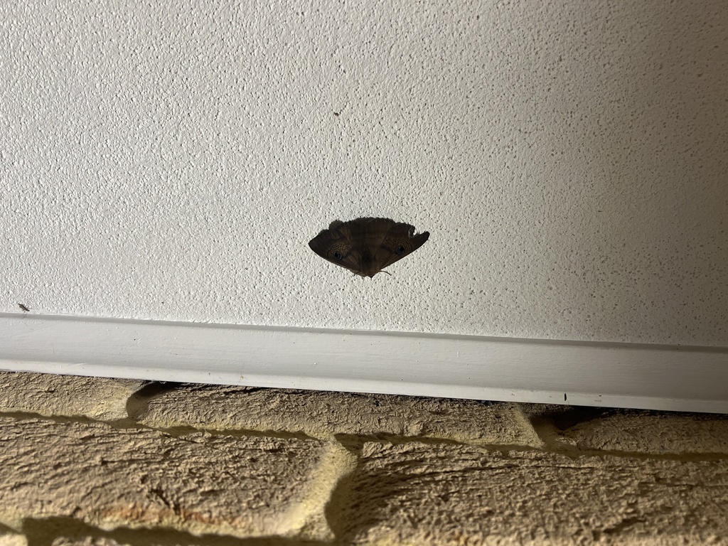 Southern Moon Moth from Fauntleroy Ave, Ascot, WA, AU on September 29 ...