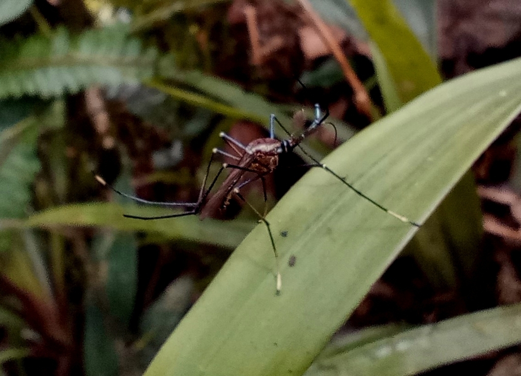 Elephant Mosquitoes from Santa Fé, Provincia de Veraguas, Panamá on ...