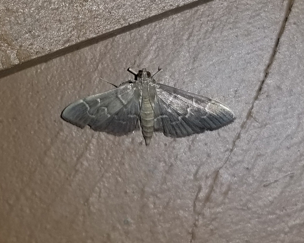 Scraped Pilocrocis Moth from Fentress County, TN, USA on September 28 ...