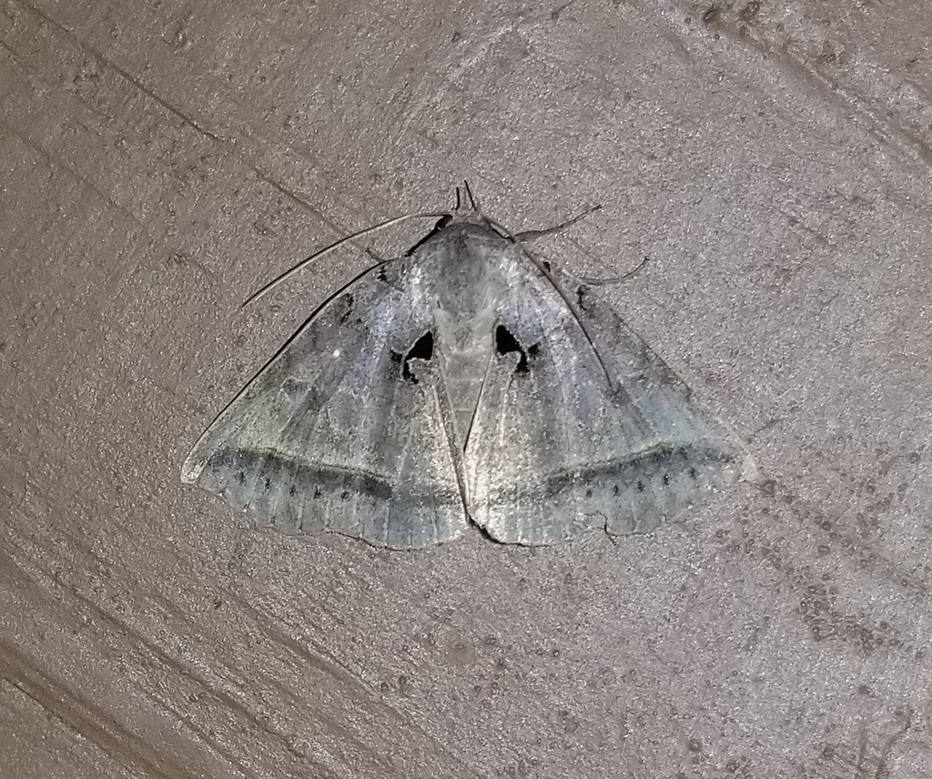 Black Bit Moth from Fentress County, TN, USA on September 29, 2024 at ...