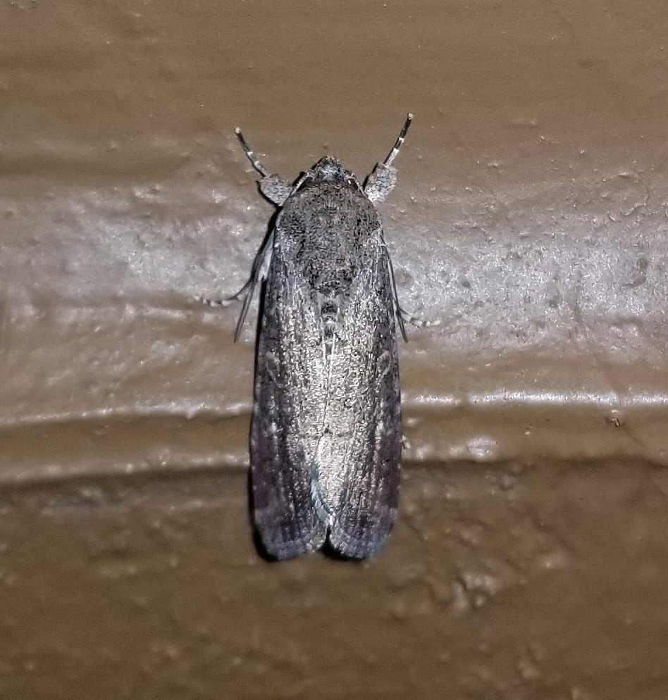 Fall Armyworm Moth from Fentress County, TN, USA on September 28, 2024 ...