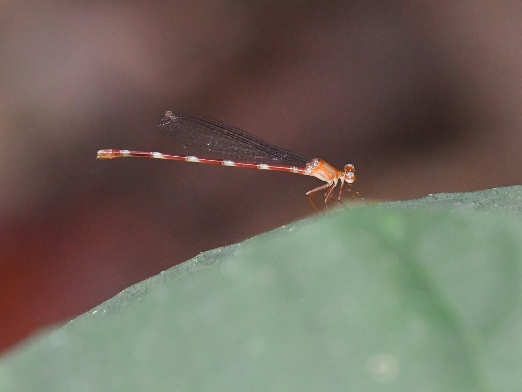 Risiocnemis erythrura in September 2024 by stijn-de-win · iNaturalist