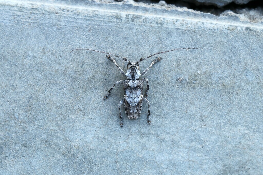Idactus strandi from Erongo, Namibia on September 5, 2024 at 07:33 AM ...