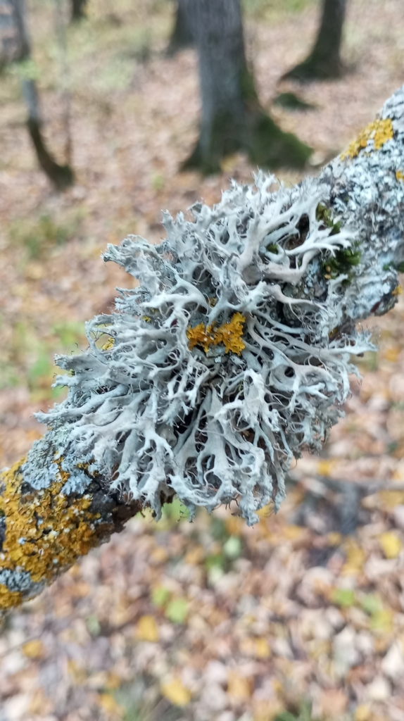 common lichens from Респ. Мордовия, Россия, 431711 on September 29 ...