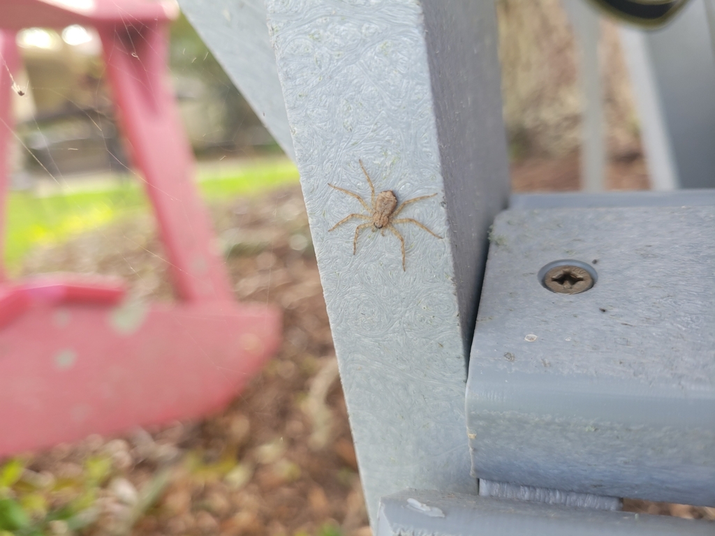 Selenops submaculosus from Melbourne, FL 32901, USA on September 28 ...