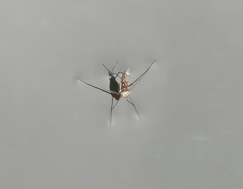 Trepobates subnitidus from Downtown St. Louis, St. Louis, Missouri, USA ...