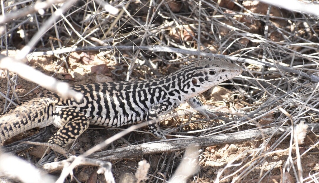 Common Checkered Whiptail from Franklin Mountains State Park, El Paso ...