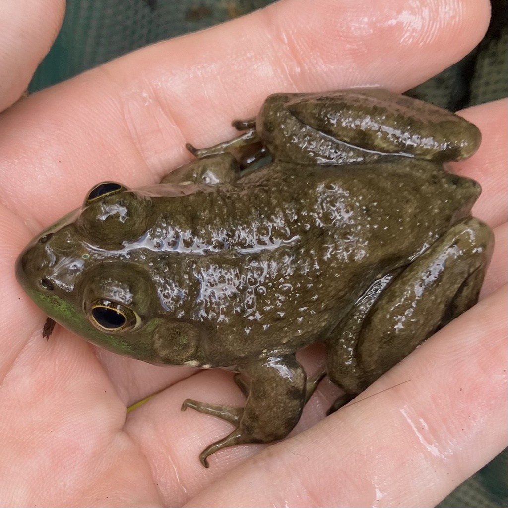 American Bullfrog from Old Four Notch Rd, Carrollton, GA, US on ...
